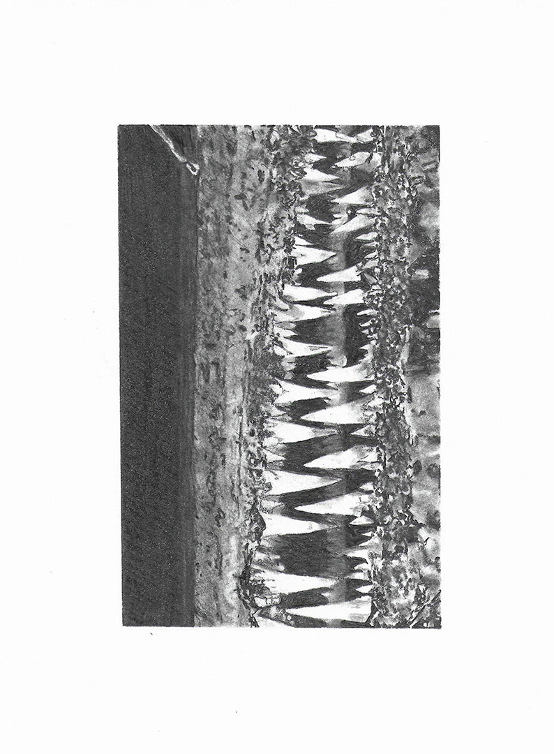 alligator gar teeth – Exhibify